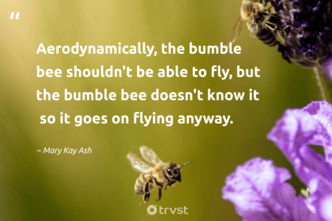 68 Bee Quotes Buzzing With Lessons And Reminders (2025)