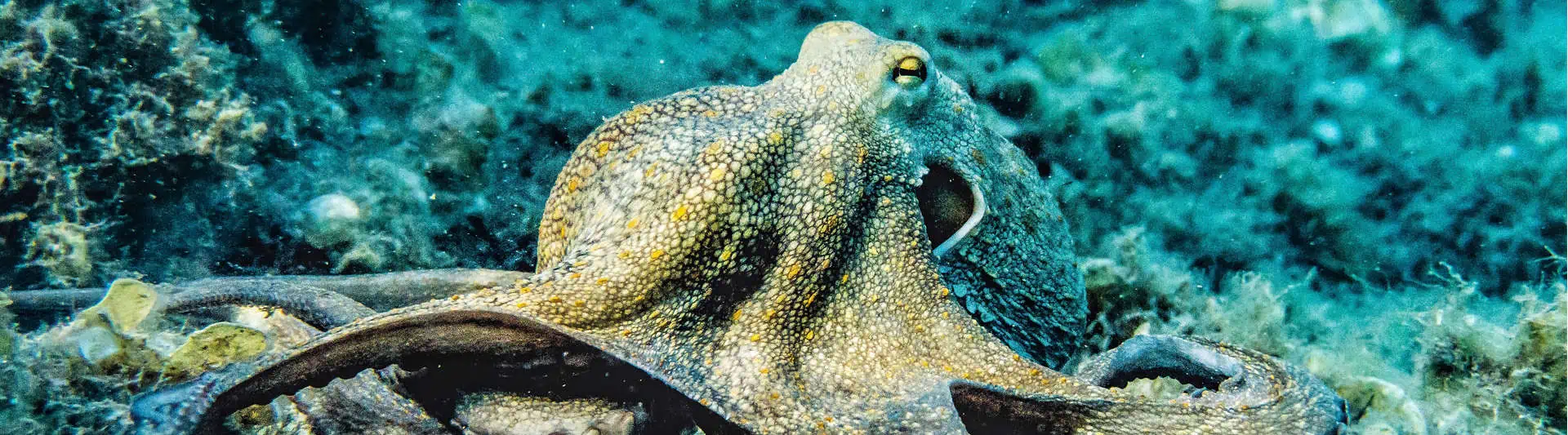 The Plural Of Octopus — Is It Octopi Or Octopuses?