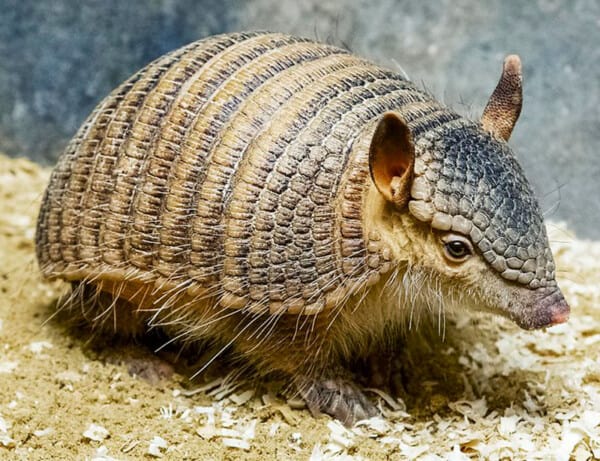 12 Types of Armadillos: Armadillo Species, Facts and Photos