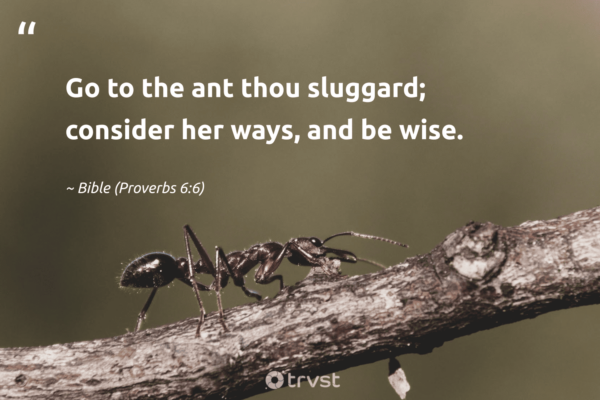 44 Ant Quotes About The Diligent Insects