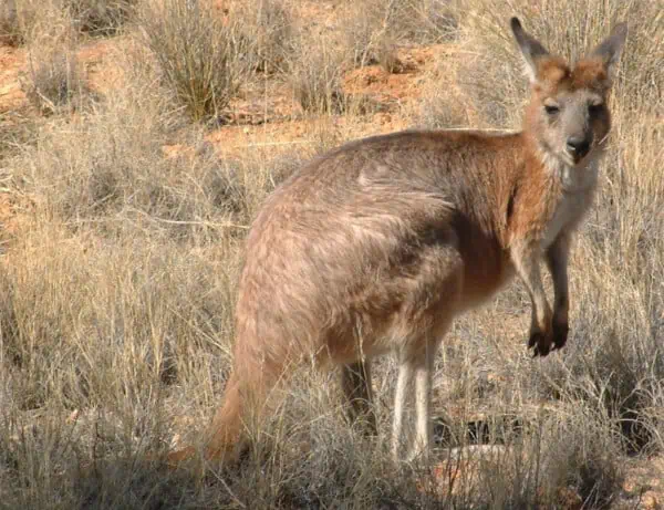 16 Types of Kangaroos: Species, Facts and Photos