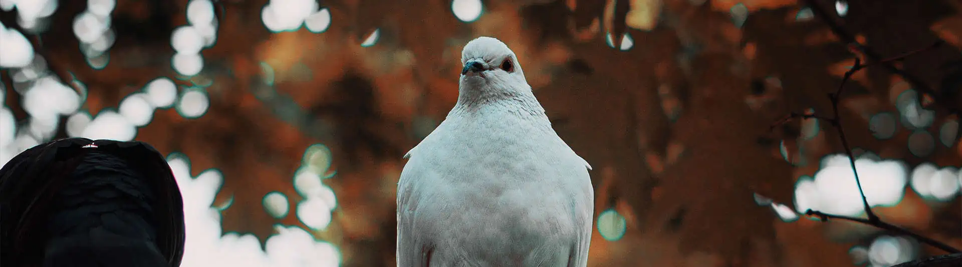 40 Dove Quotes About Our Peaceful Feathered Friends