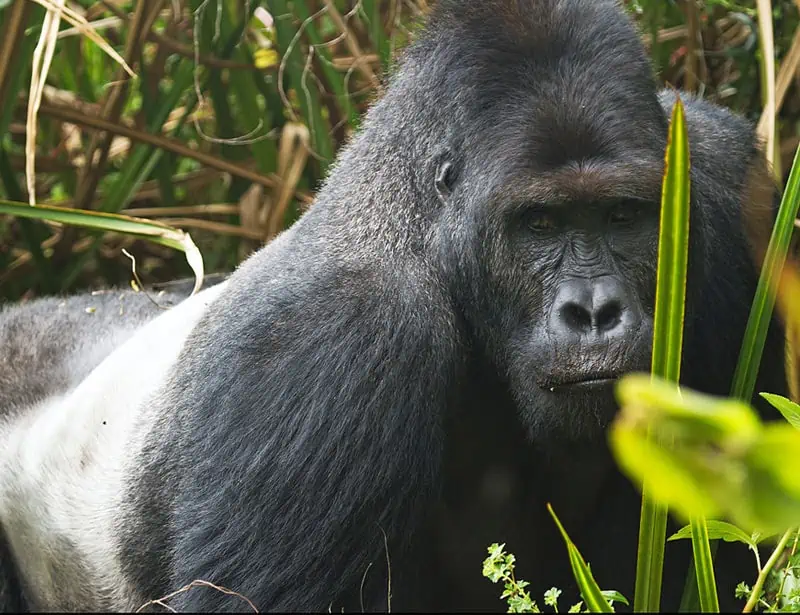 4 Types of Gorillas: Species, Facts and Photos