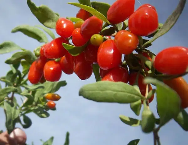 26 Asian Fruits To Enjoy Today