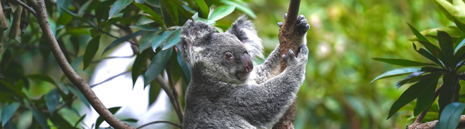 15 Koala Quotes About The Sleepy Marsupials