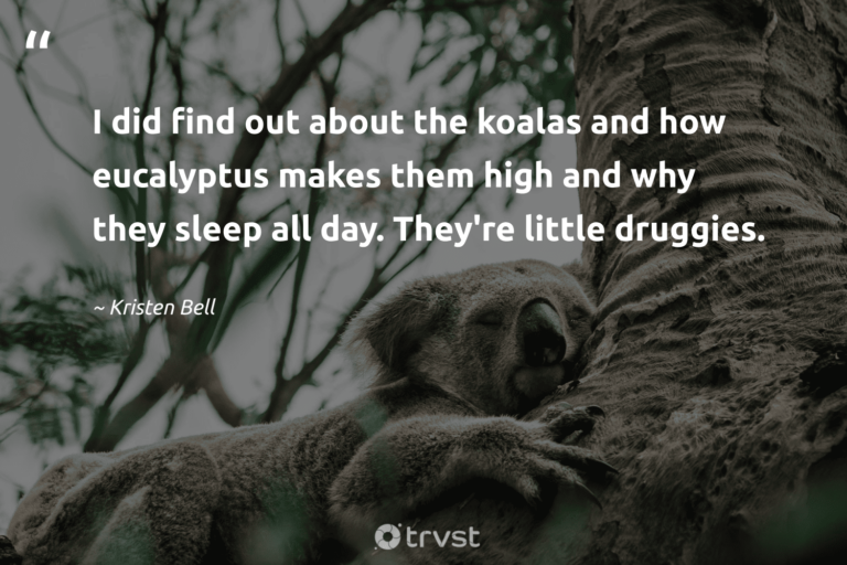 15 Koala Quotes About The Sleepy Marsupials