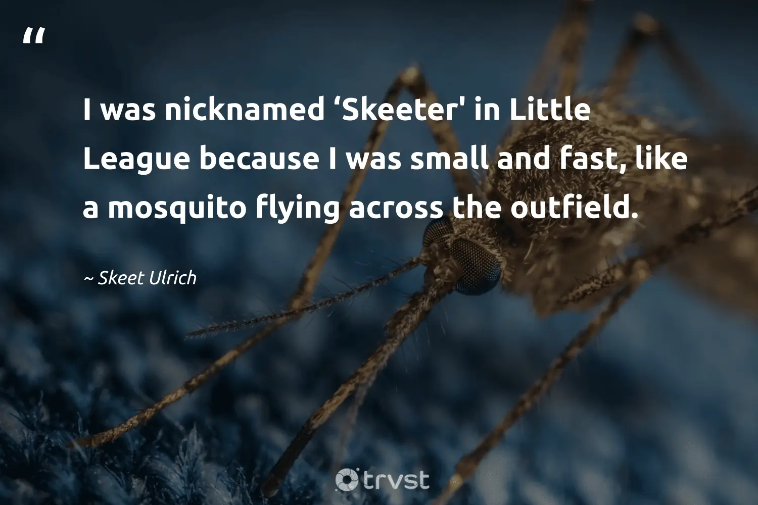 25 Mosquito Quotes About The Infamous Insects