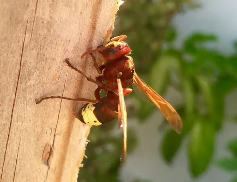 10 Types of Hornets: Species, Facts and Photos