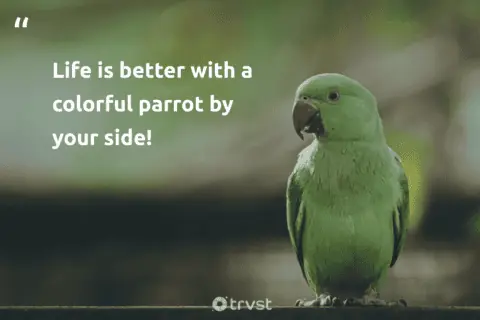 21 Parrot Quotes About The Vibrant Talkative Birds