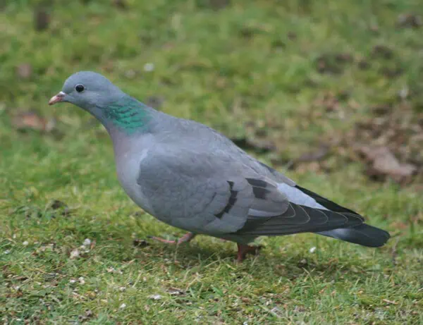 25 Types of Doves: Species, Facts and Photos