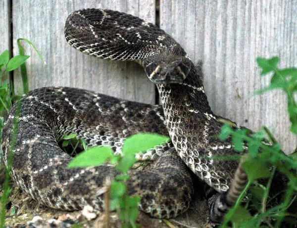20 Types of Rattlesnakes: Species, Facts and Photos