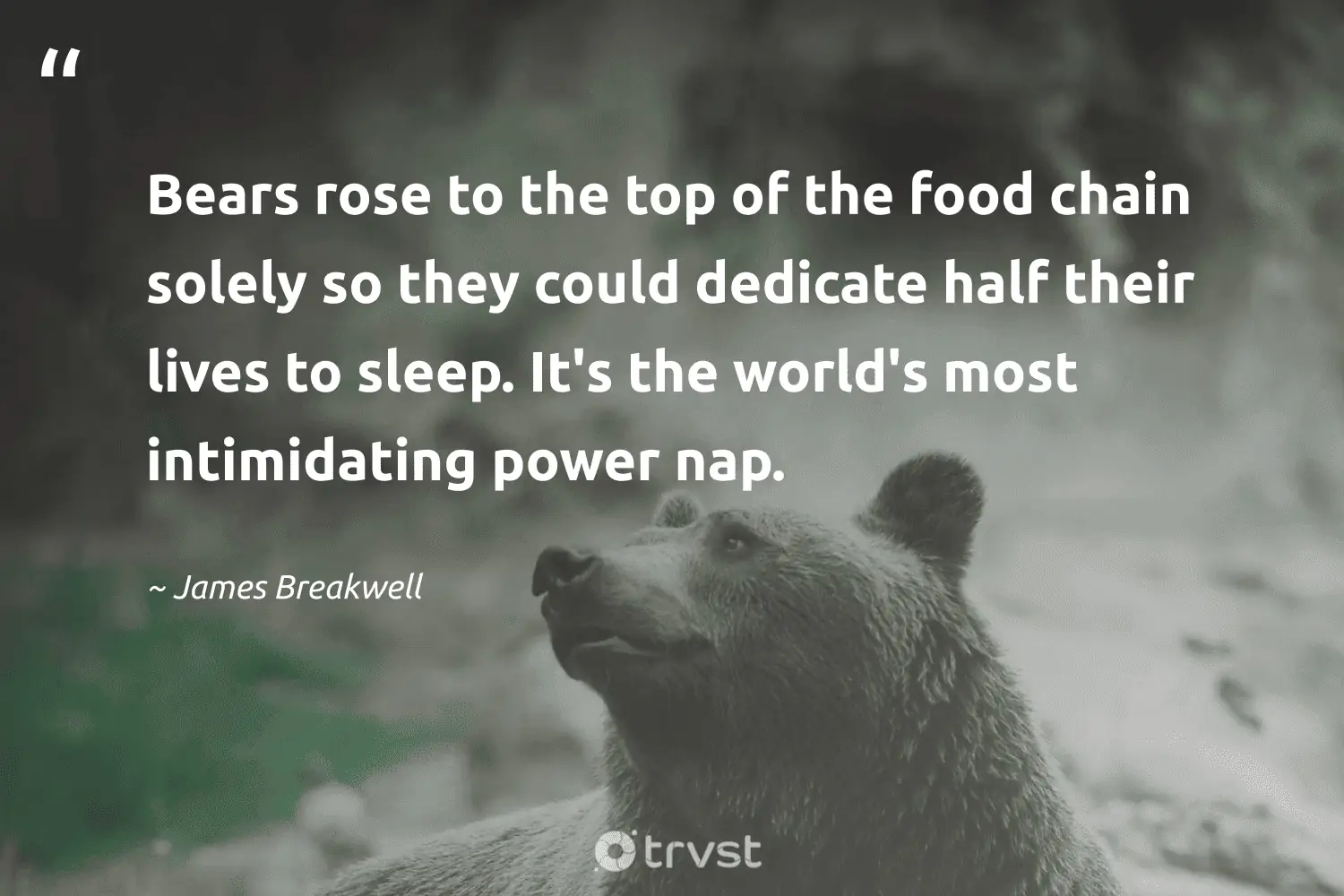 45 Bear Quotes Full Of Wisdom And Charm