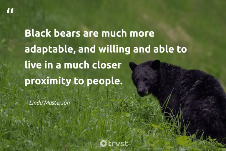45 Bear Quotes Full Of Strength, Wisdom And Charm (2025)