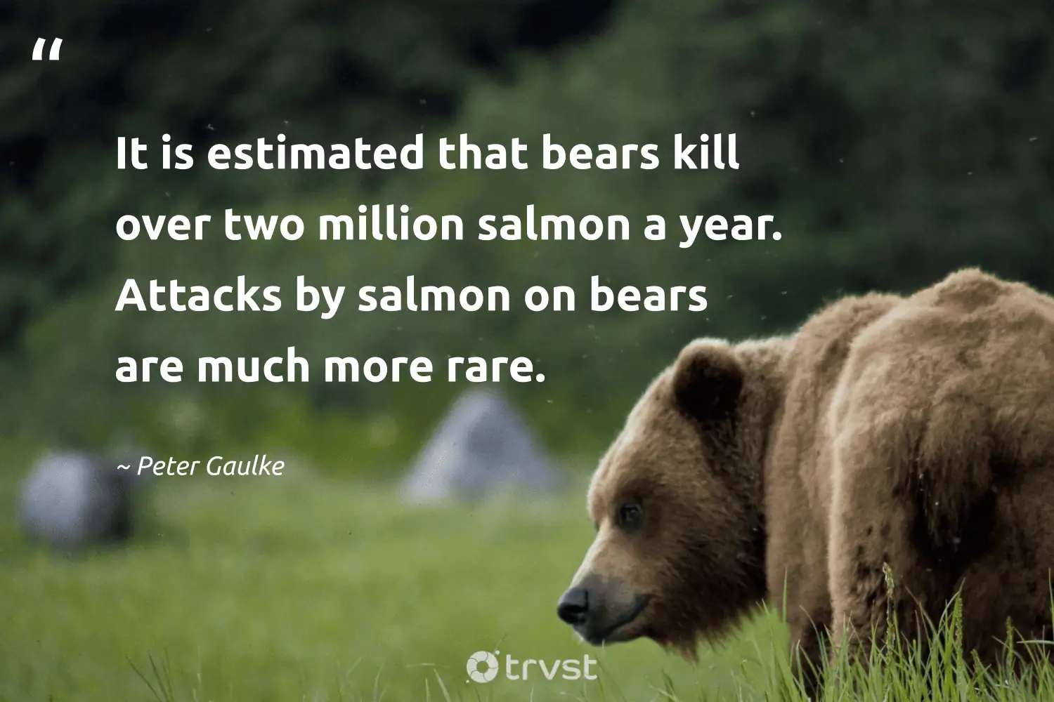 45 Bear Quotes Full Of Strength, Wisdom And Charm (2024)