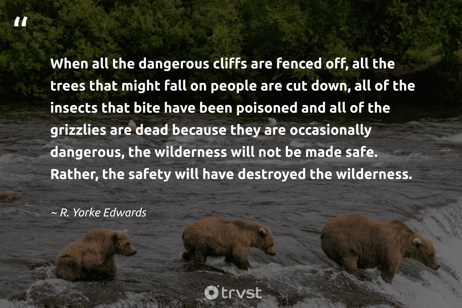 45 Bear Quotes Full Of Strength, Wisdom And Charm (2024)