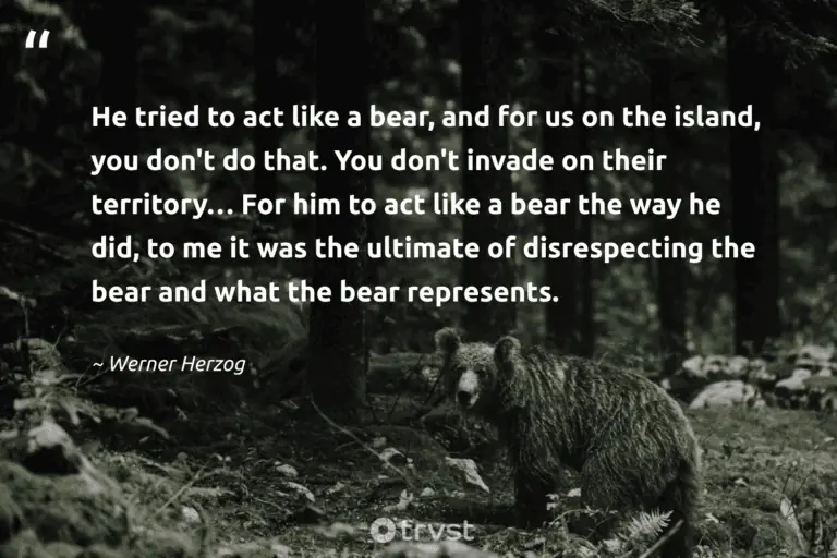 45 Bear Quotes Full Of Strength, Wisdom And Charm (2025)
