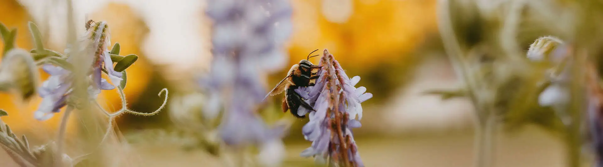 68 Bee Quotes Buzzing With Lessons And Reminders (2025)