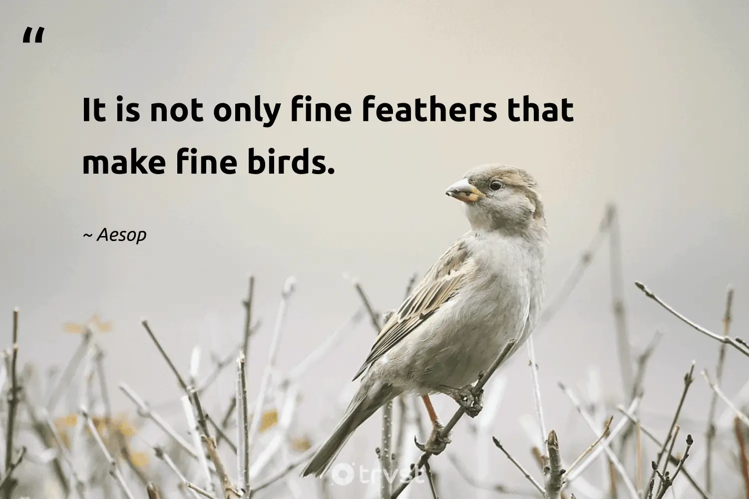 Bird Migration Quotes