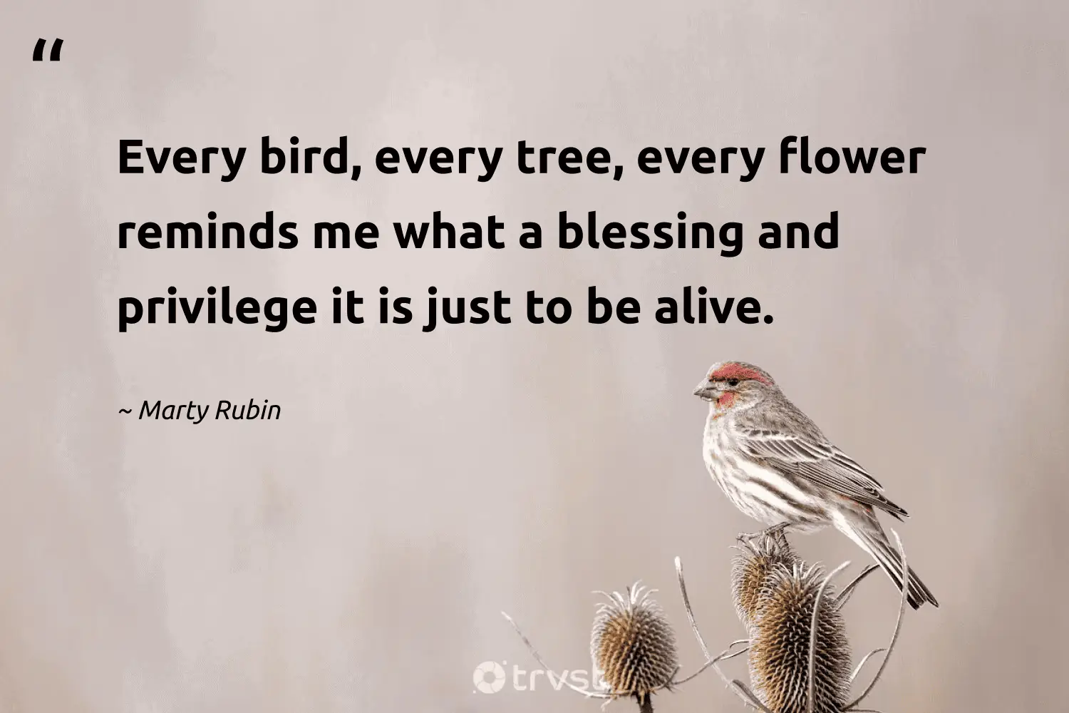 Finch Bird Quotes Henry David Thoreau: Purple Finch' Literary