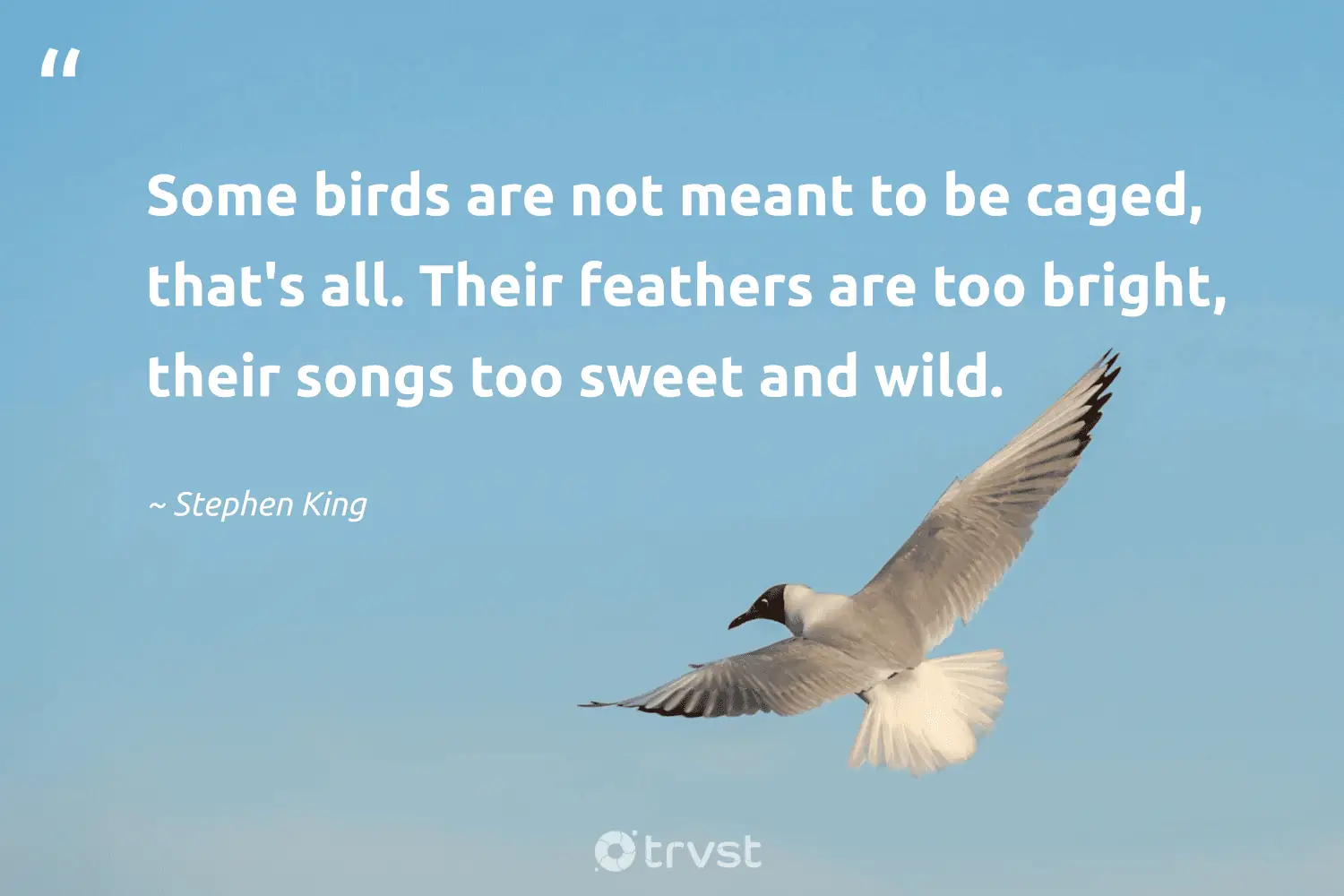 86 Bird Quotes And Sayings About Freedom And More (2024)