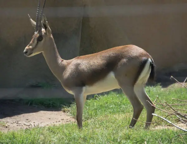 17 Types of Gazelles: Species, Facts and Photos