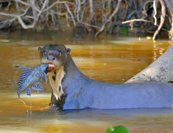 13 Types of Otters: Species, Facts and Photos