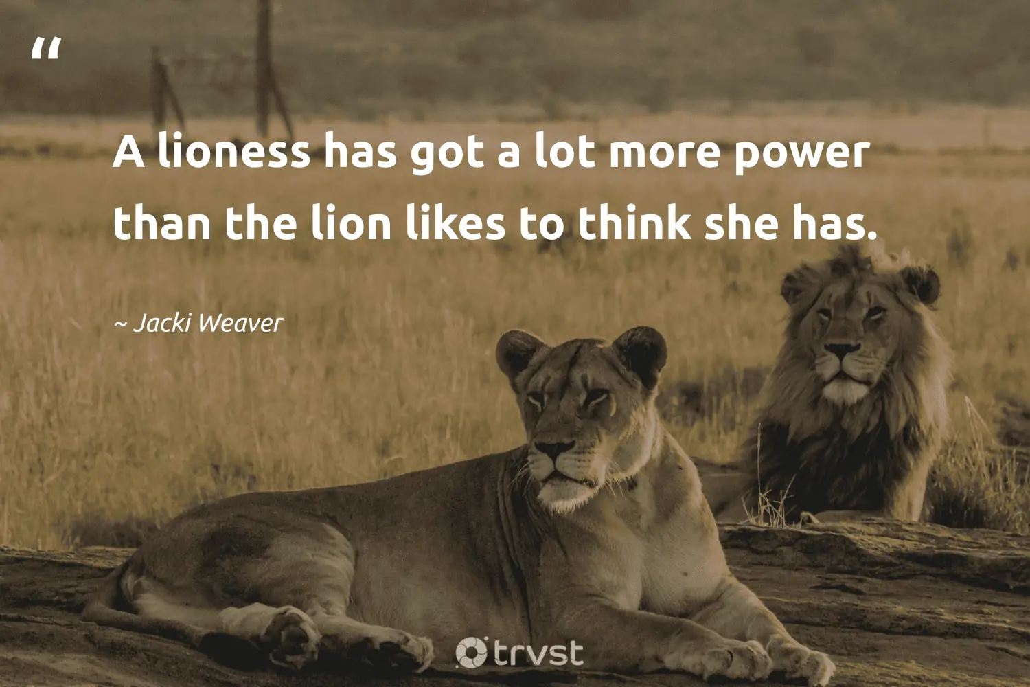 53 Lion Quotes Full Of Courage And Fearless Motivation (2024)