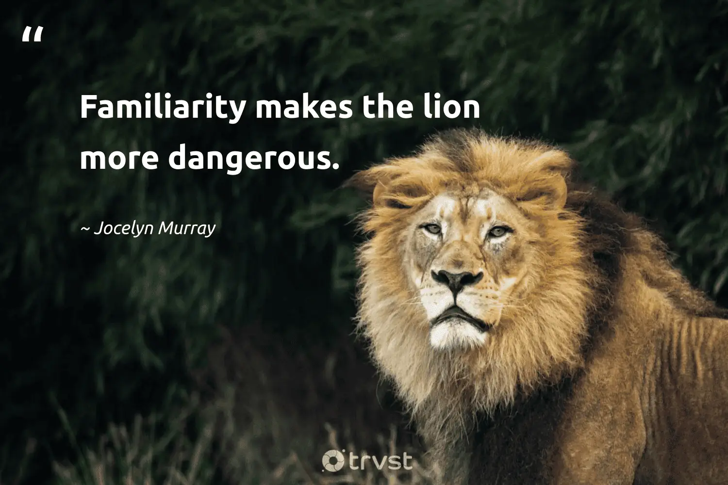 Old Lion Quotes