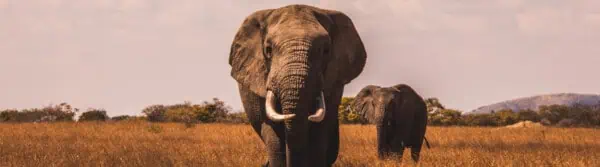 18 Loudest Animals In The World