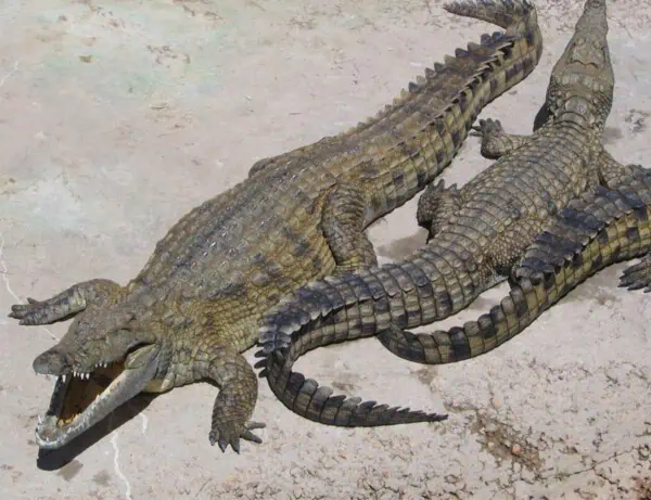 18 Types of Crocodiles: Species, Facts and Photos