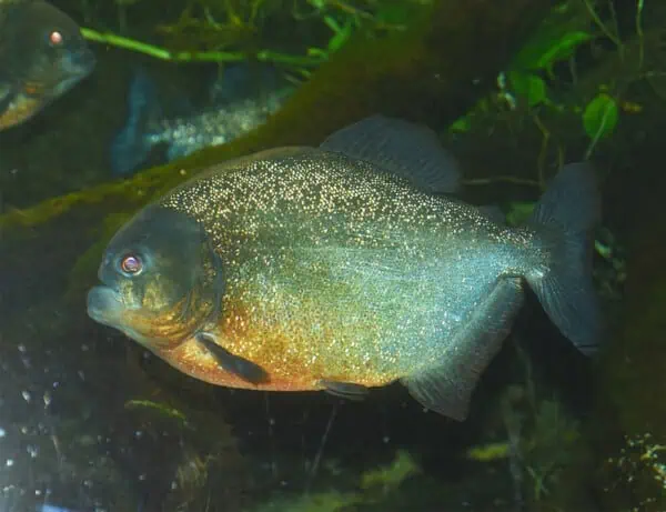 10 Types of Piranha: Species, Facts and Photos