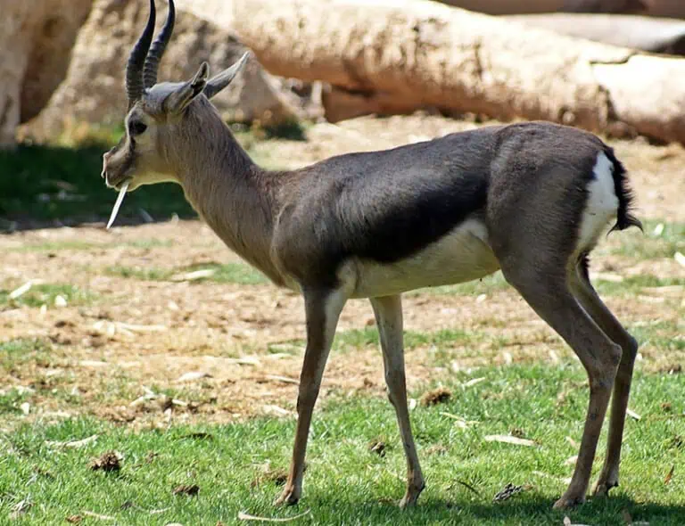 17 Types of Gazelles: Species, Facts and Photos