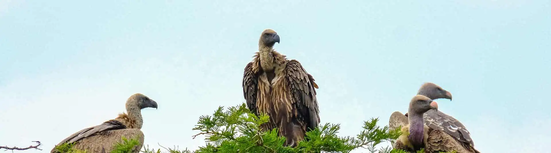 Different Types Buzzards