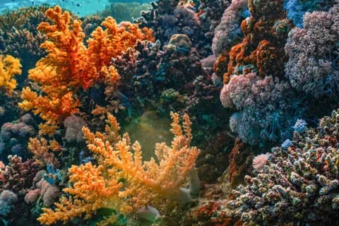 What is Ecosystem Diversity? Examples, Threats, Conservation