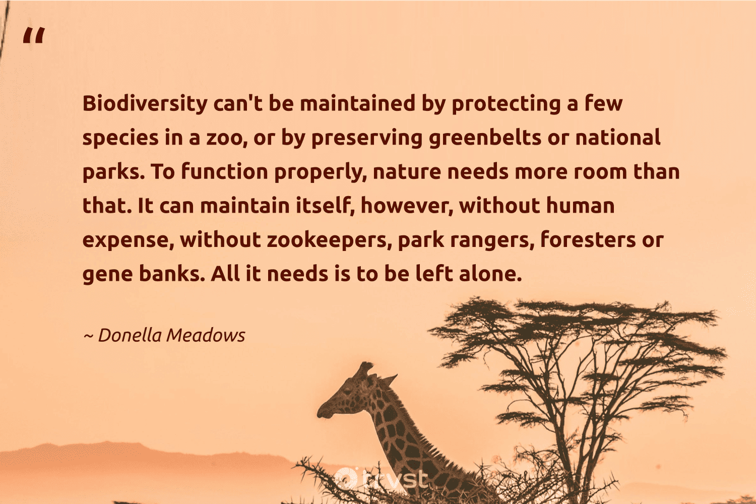 40 Biodiversity Quotes Celebrating And Protecting All Life