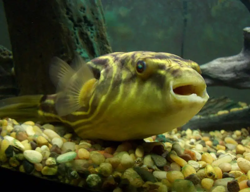 20 Types of Pufferfish: Species, Facts and Photos