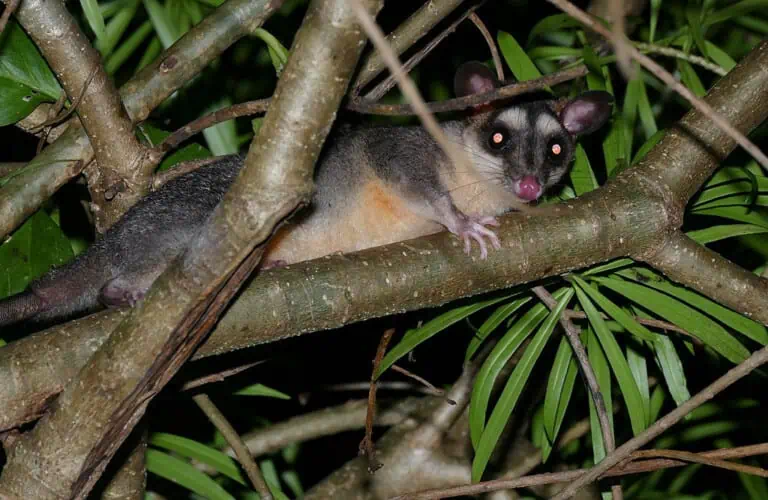 12 Types of Opossums: Species, Facts and Photos