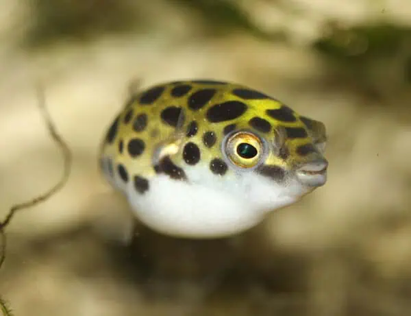 20 Types of Pufferfish: Species, Facts and Photos