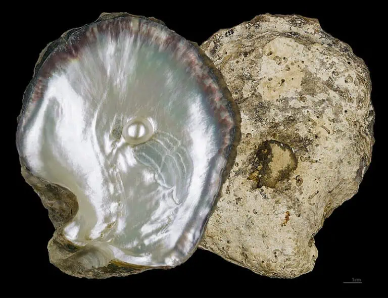 20 Types of Mollusks: Species, Facts and Photos