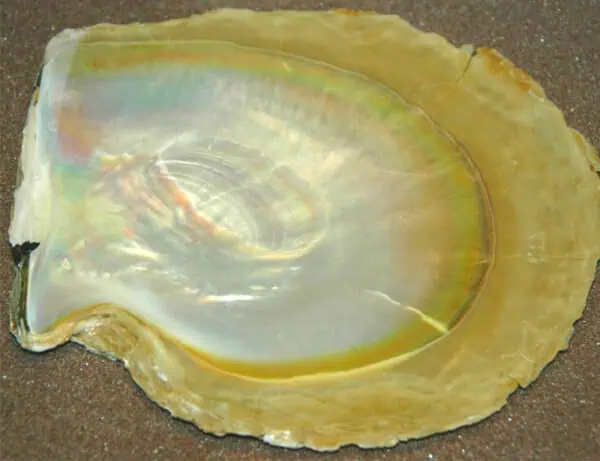 11 Types of Oysters: Species, Facts and Photos