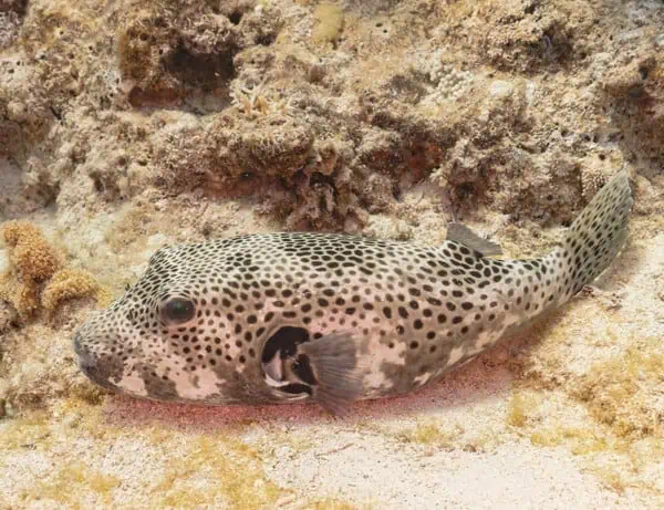 20 Types of Pufferfish: Species, Facts and Photos