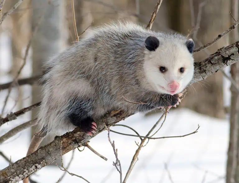 12 Types of Opossums: Species, Facts and Photos