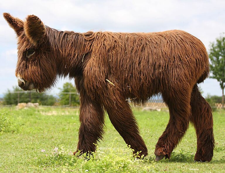 4 Types of Donkeys: Species, Facts and Photos