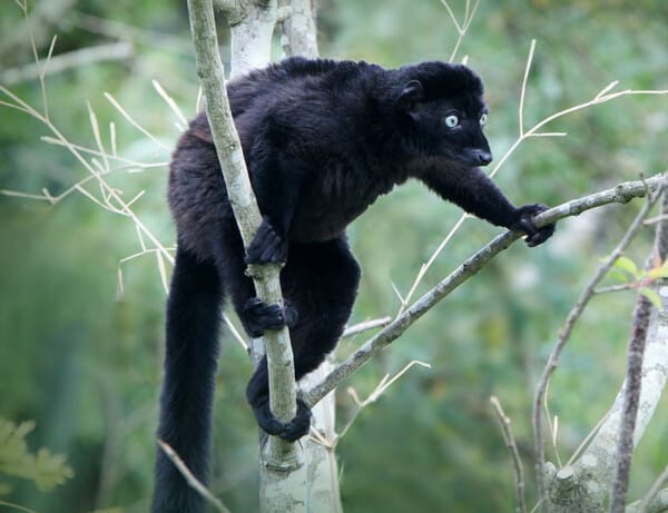 20 Types of Lemurs: Species, Facts and Photos