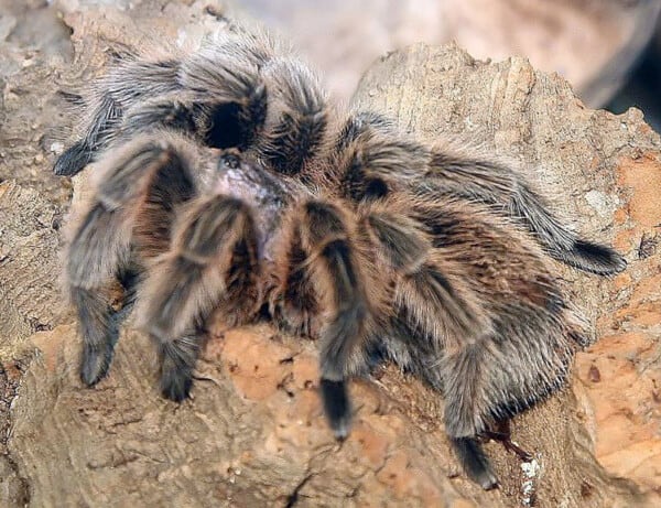 17 Types of Tarantulas: Species, Facts and Photos