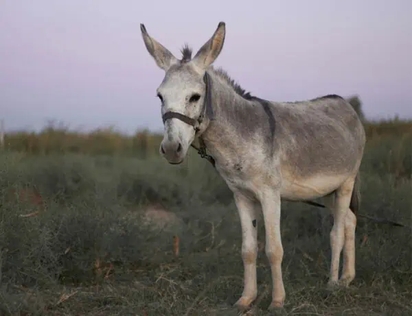 Mule vs. Donkey: Similarities And Differences Explained