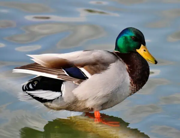 Goose vs. Duck: Similarities And Differences Explained