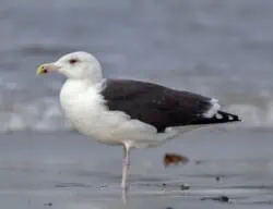 20 Types of Seagulls, Species, Identification and Photos