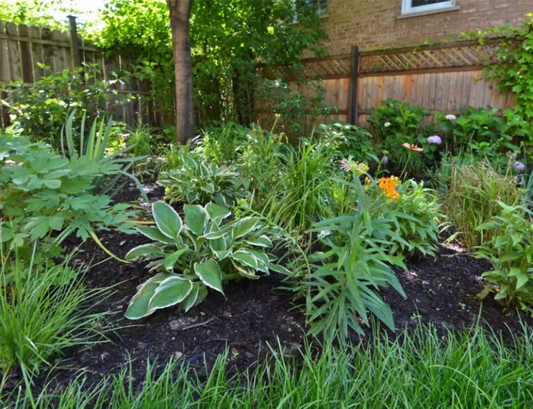 What Are Rain Gardens? Benefits And Methods