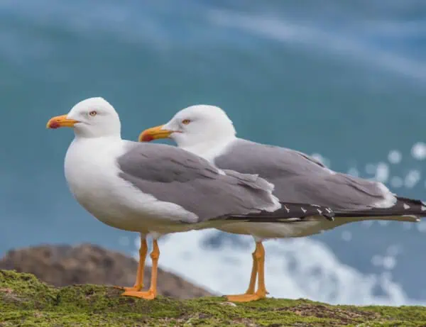 20 Types of Seagulls, Species, Identification and Photos